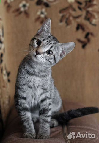 Котенок Кнопочка 3 мес