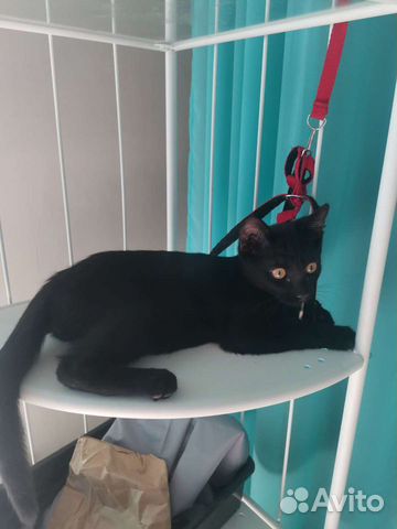 Кот бомбейский