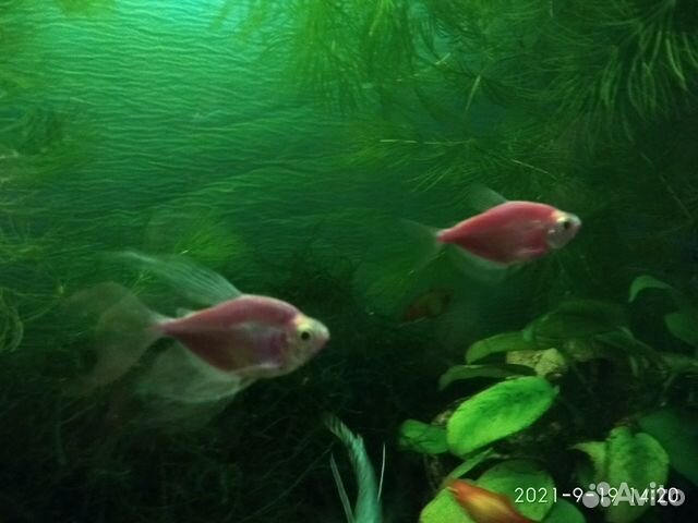 Глофиш,Glofish обмен на розовые гуппи