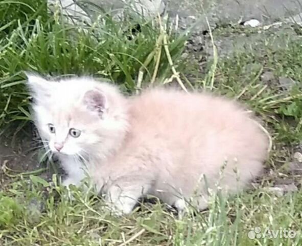 Кремово-персиковый котёнок мальчик 1 месяц