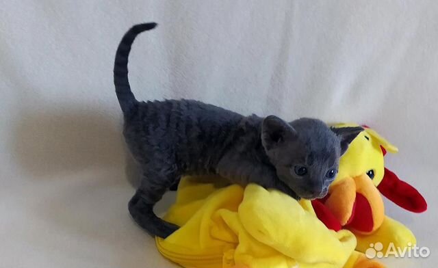 Мяу-мур голубой кудрявый