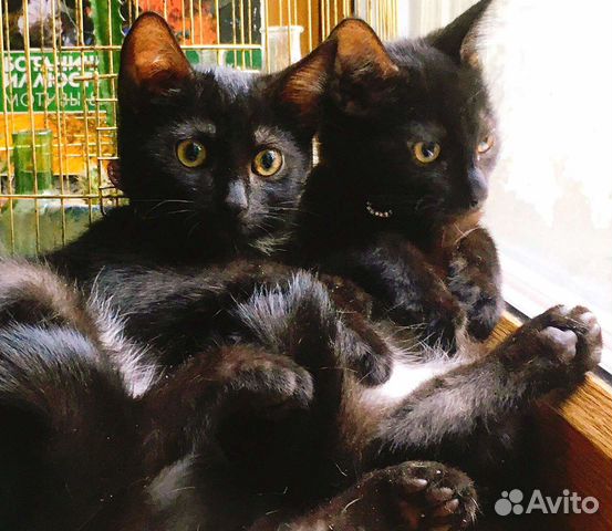 2 девочки по 3,5 м ищут дом