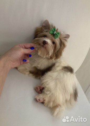 Бело золотой йорк мальчик шоко нос