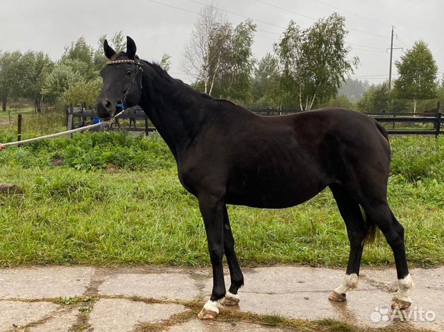 Тракенеская кобыла в матки, хобби, спорт