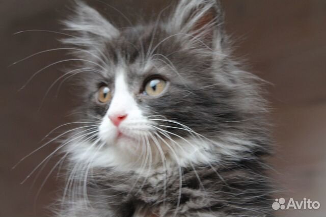 Котята в добрые руки бесплатно