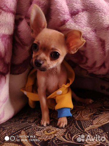 Чихуахуа мини девочка