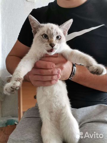 Сиамская кошка