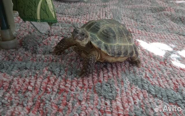 Черепаха сухопутная