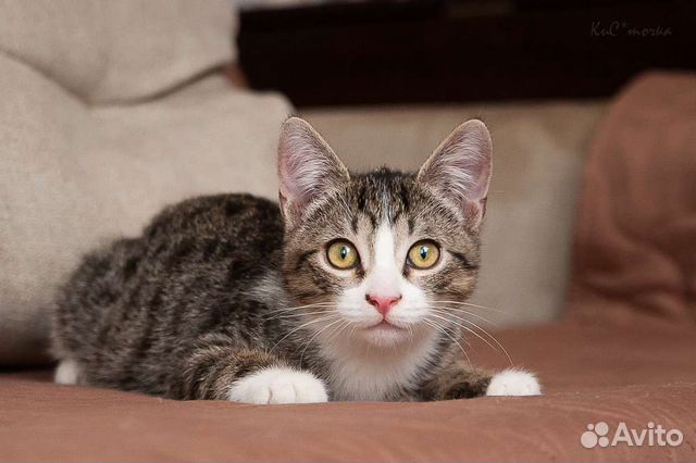 Котенок Коржик, 3 месяца, кастрирован и привит