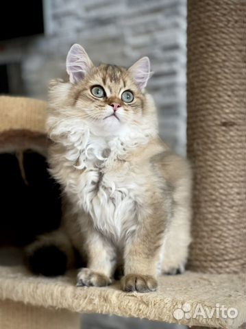 Продается британский шикарный котенок 3 мес