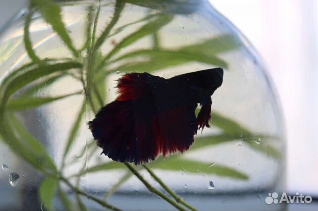 Аквариумная рыбка петушок