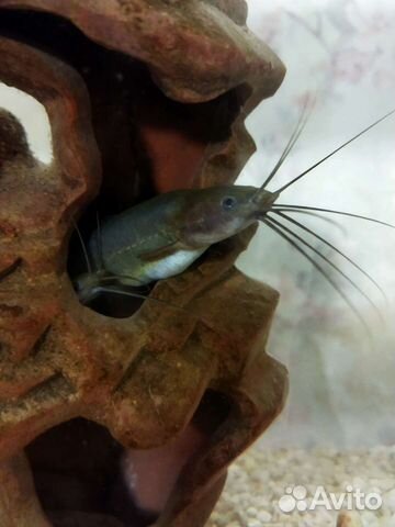 Сом Мешкожаберный