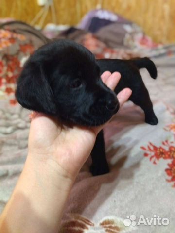 Щенки лабрадора