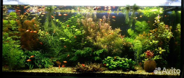 Растения аквариумные