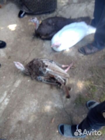 Индюки индюшата индюшки