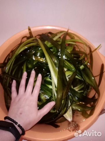 Валиснерия гигантская