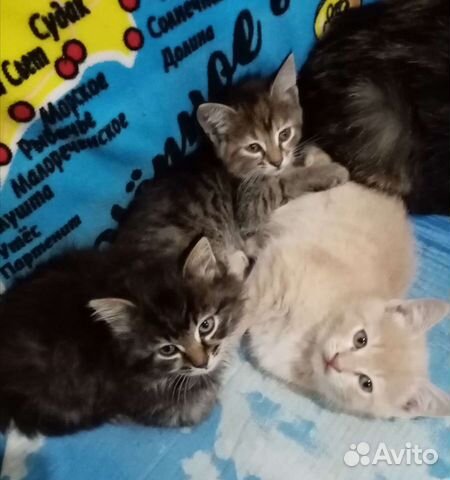 Котята в добрые руки