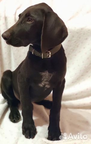 Продам щенка курцхаар