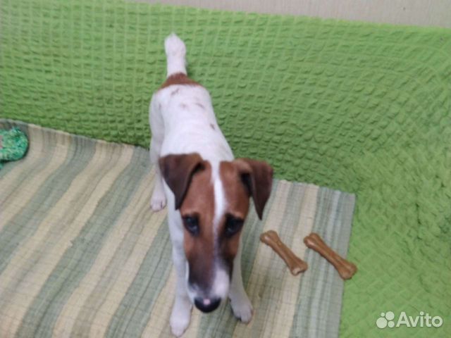 Фокстерьер гладкошерстный