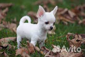 Щенки чухуахуа - мини