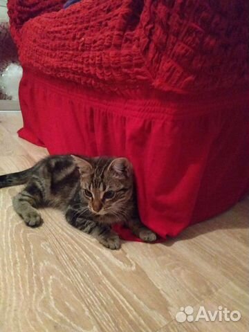 Котенок ищет дом