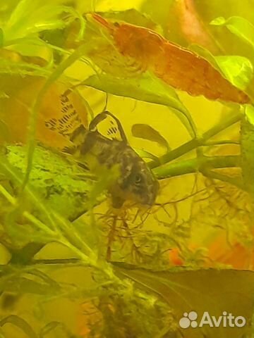 Коридорас крапчатый