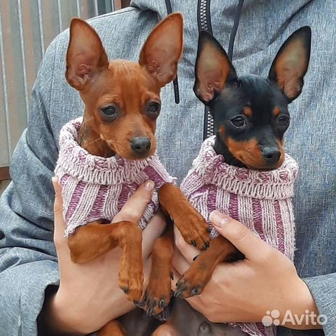 Русский той мальчики