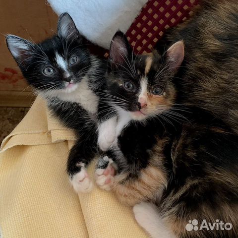 Котята девочки