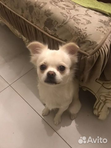 Чихуахуа мальчик вязка