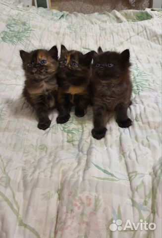 Котята 1мес от умной кошечки