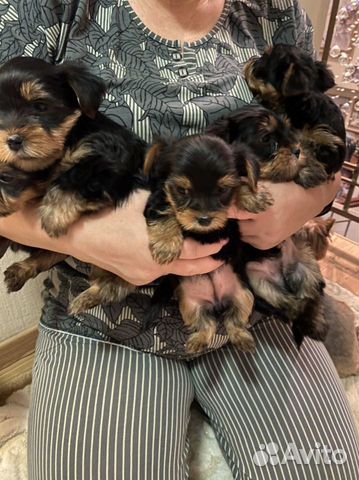 Йоркширский терьер