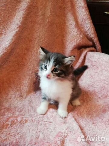 Котята в хорошие руки бесплатно