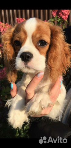 Кавалеры. Подрощенные девочки