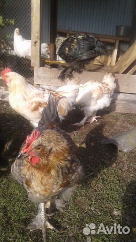 Петухи Ухэйилюй, Брама, Фавероль