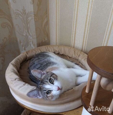 Шуша ищет дом