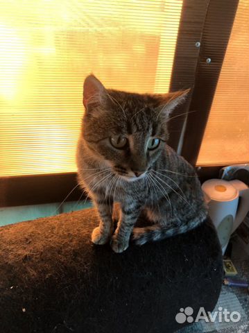 Европейская