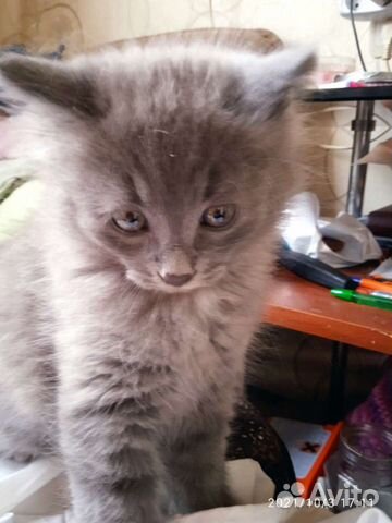 Отдам в добрые руки двух милых котят