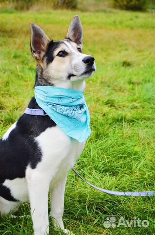 Малышка Вега ищет дом