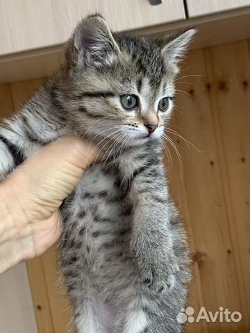 Котенок полукровка