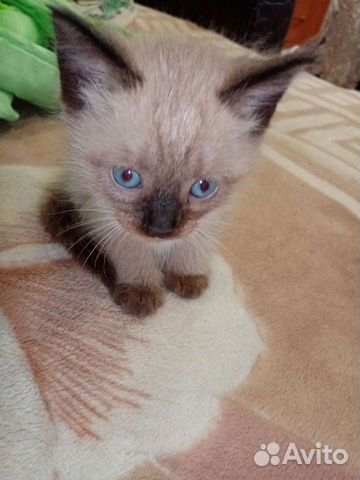 Тайские котята