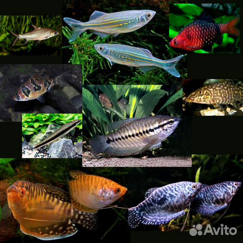 Взрослые рыбки + аквариум 240л