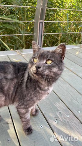 Кот 1,5 года британец