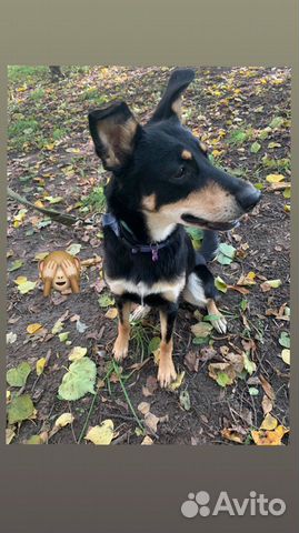 Собака в добрые руки