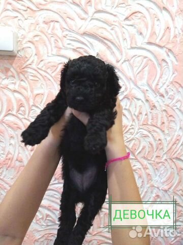 Метисы маленькой породы