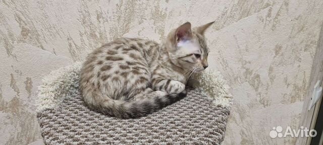 Котенок снежный бенгал