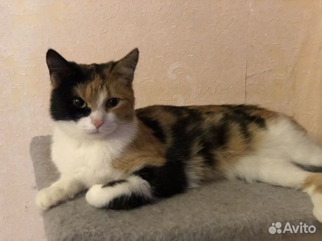 Малышка ищет дом