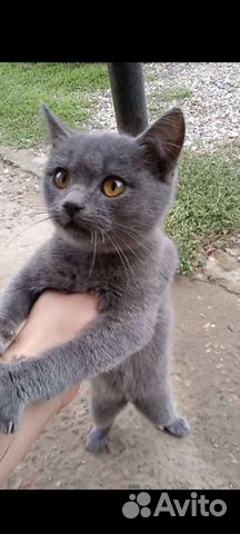 Британский кот