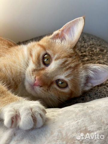 Котенок Барса