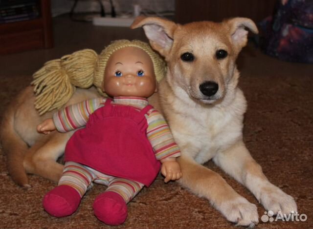 Щенок 4 мес.девочка