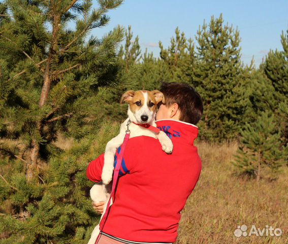 Нежная щенуля Джеки-50 оттенков счастья, в дар